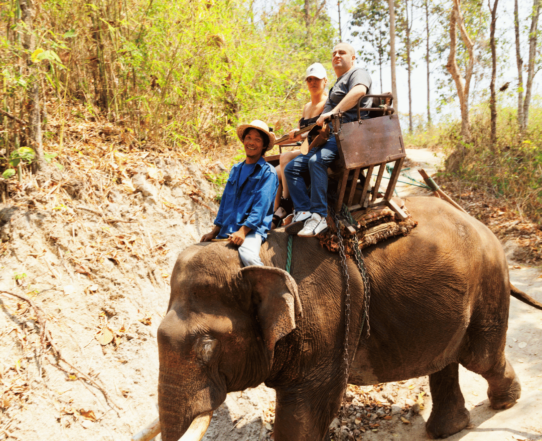 Elephant Park Tour - Greza Tours