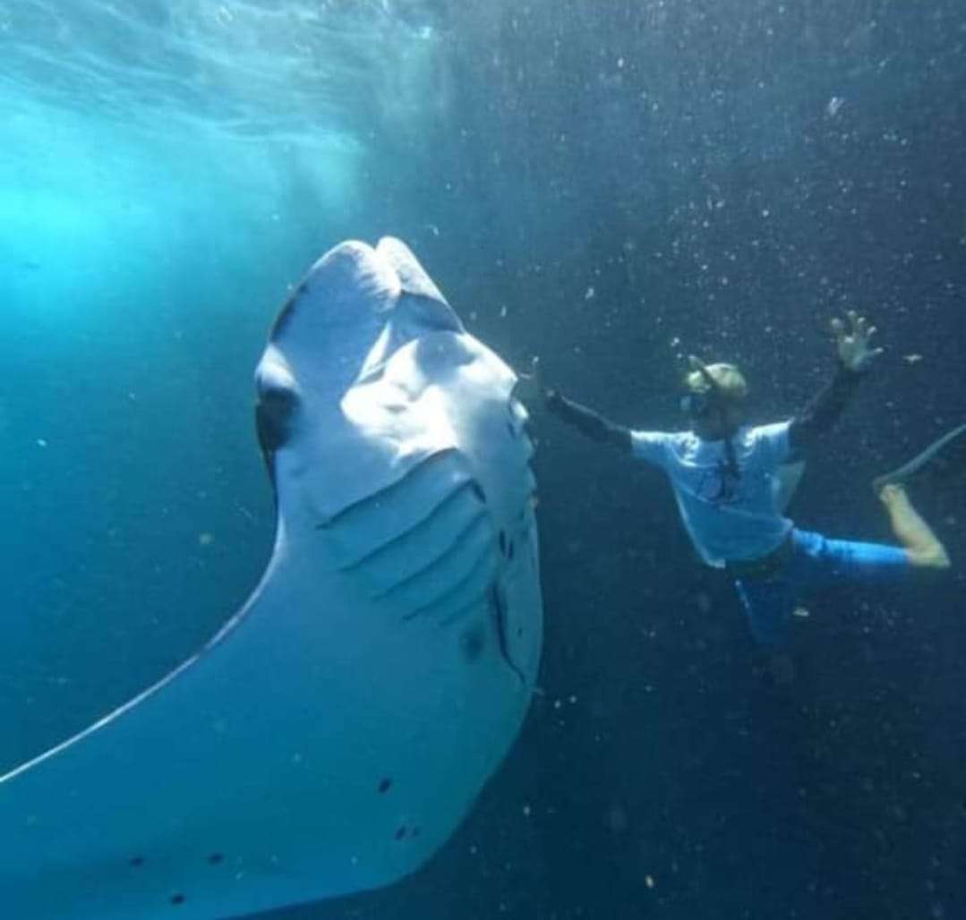 Manta Point Public Tour - Mortar Point Snorkeling