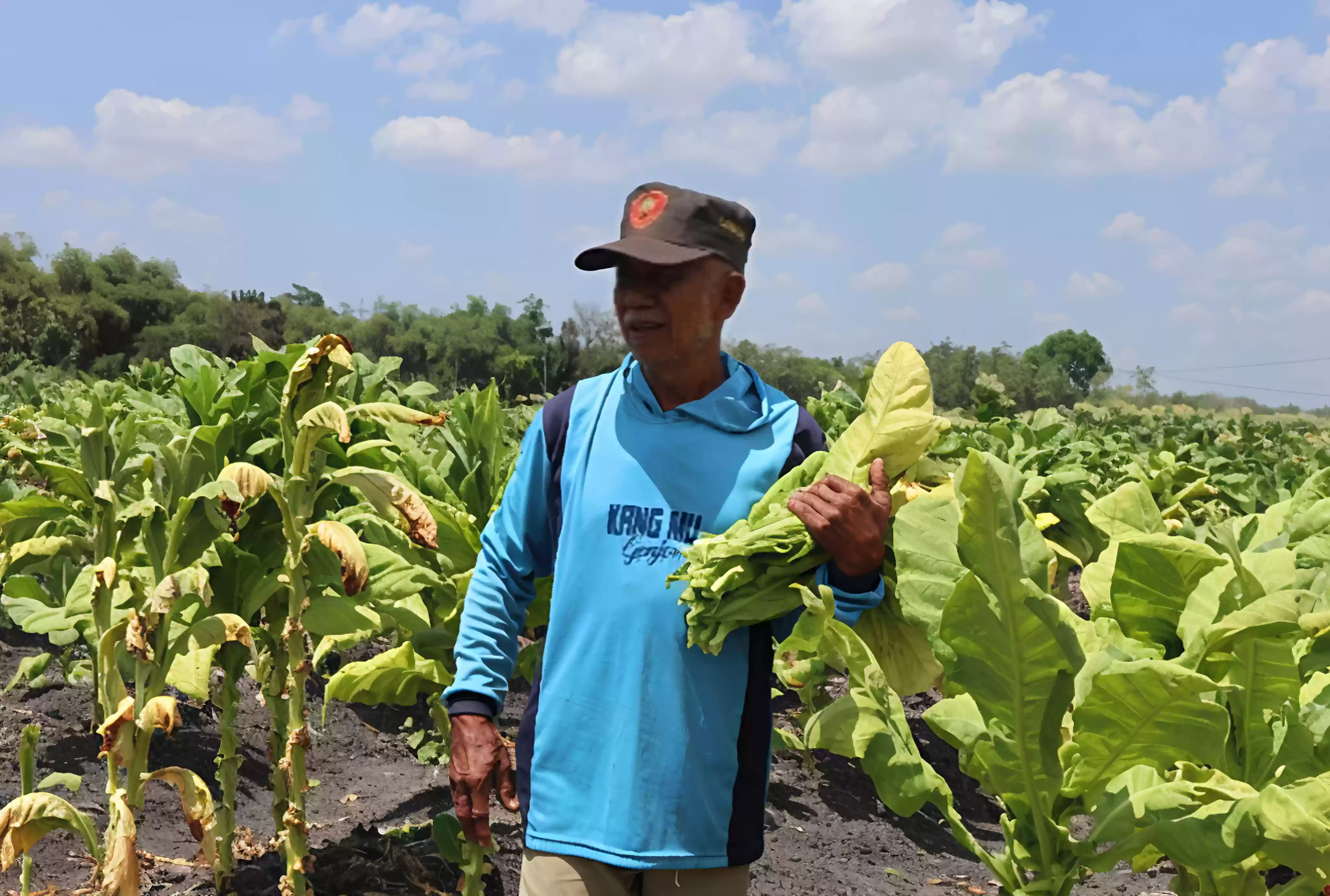 Tembakau Bojonegoro, Panen Berkurang, Harga Masih Menjanjikan - Article ...